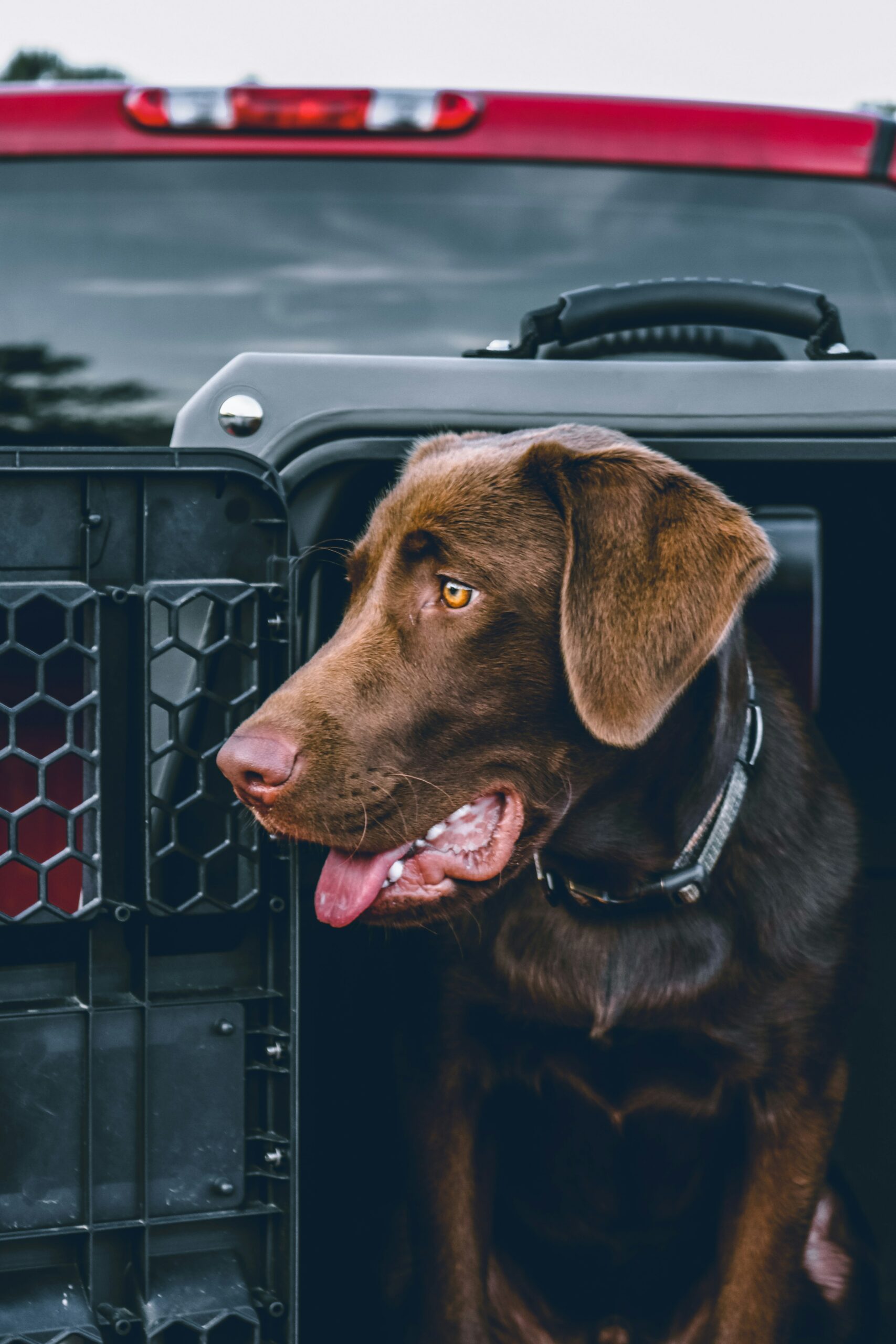 The Ultimate Hunting Dog Guide - GunDogFinder.com